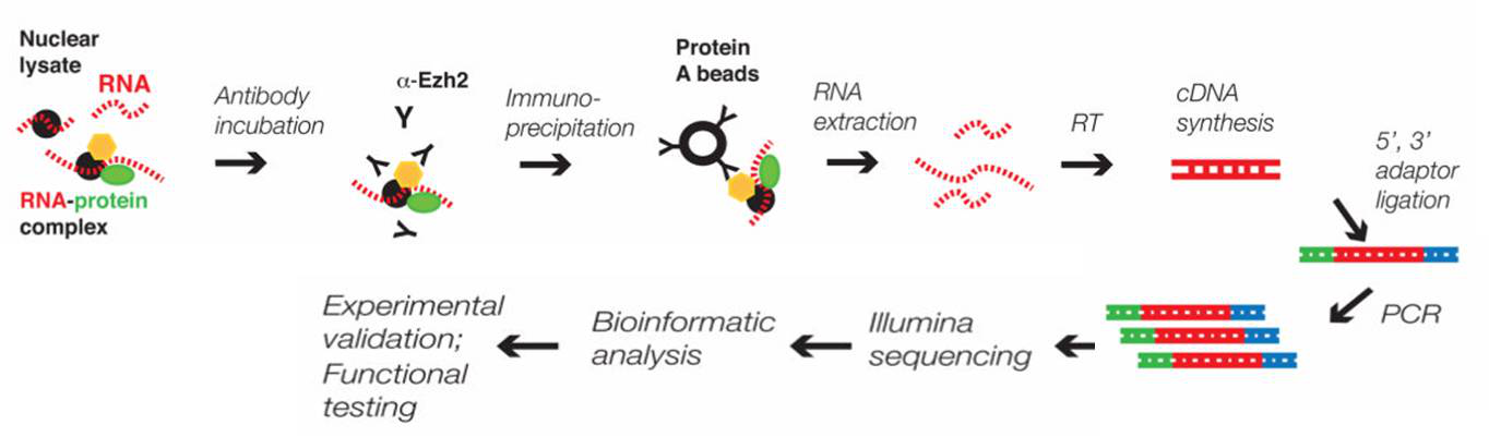 吉赛生物--环状RNA创新疗法CRO全球服务商 - 吉赛生物—环状RNA创新疗法全球服务商