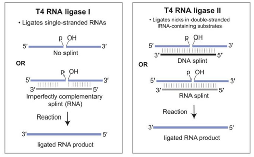 「挑战者circRNA」下一代RNA疗法新秀崛起 - 广州吉赛生物科技股份有限公司